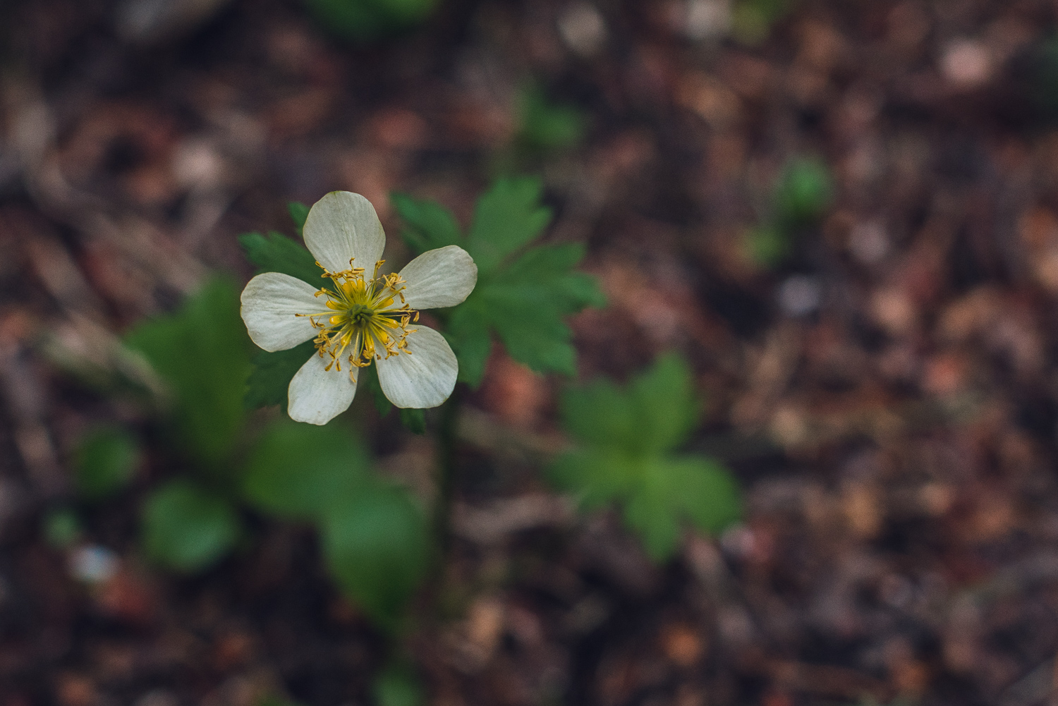 Colorado wildflowers | Melodic View
