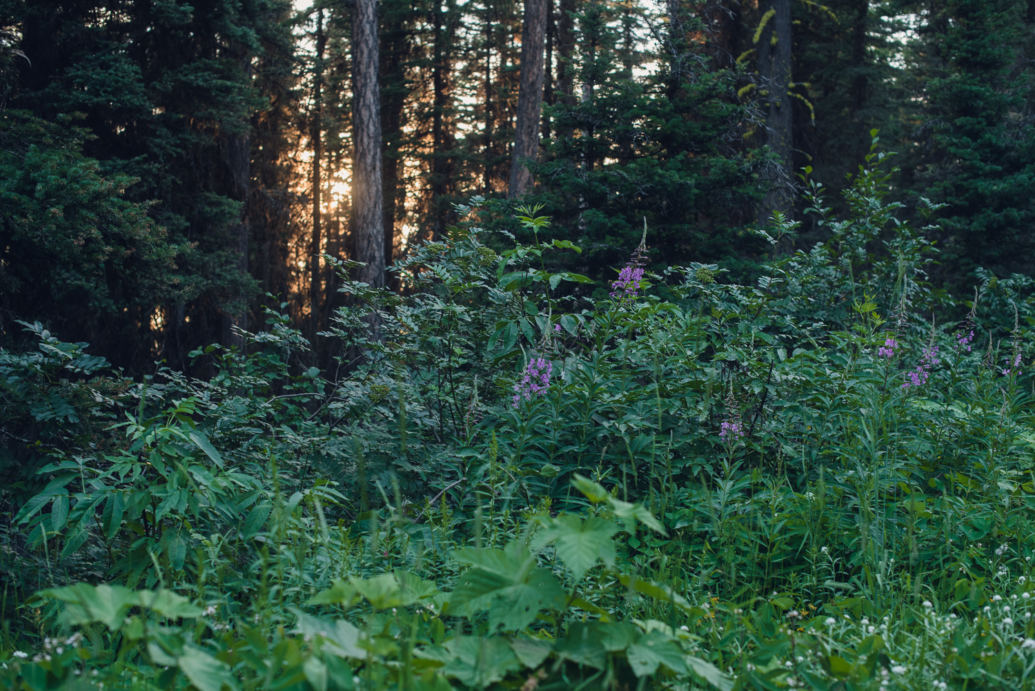 websize-5848 | Melodic View